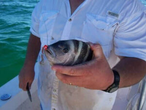 How To Catch Sheepshead