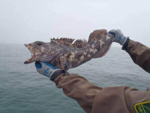 How To Catch Lingcod