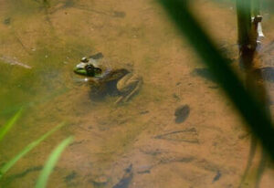 How To Catch Bullfrogs