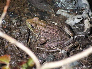 How To Catch Bullfrogs