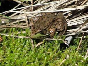 How To Catch Bullfrogs