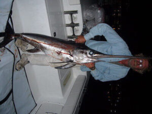 How To Catch Swordfish