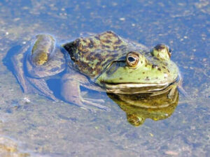 How To Catch Bullfrogs