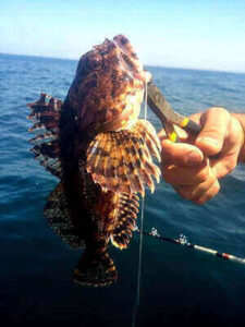 How To Catch Cabezon