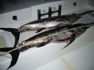 How To Catch Swordfish