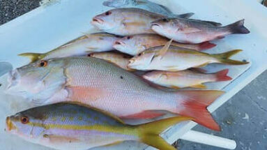 How To Catch Lane Snapper