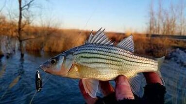 How To Catch Yellow Bass